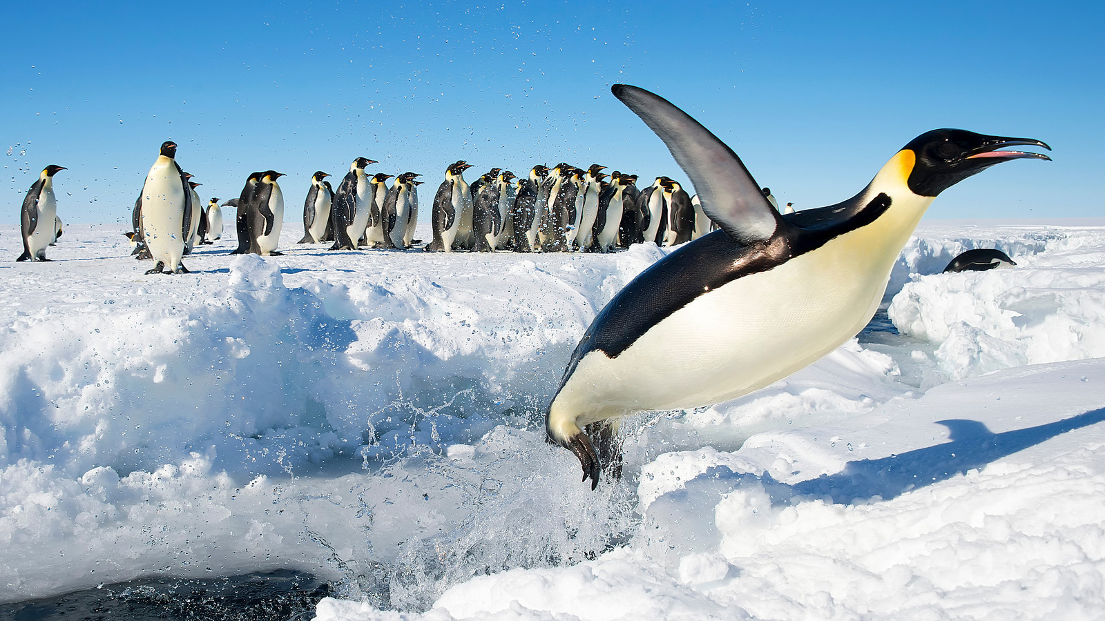 Penguin Watch : aidez des scientifiques à comprendre les manchots d ...