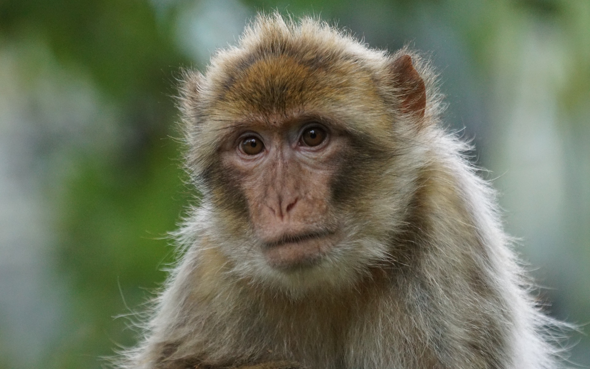 Pourquoi les 5 clones de « macaques CRISPR » posent question