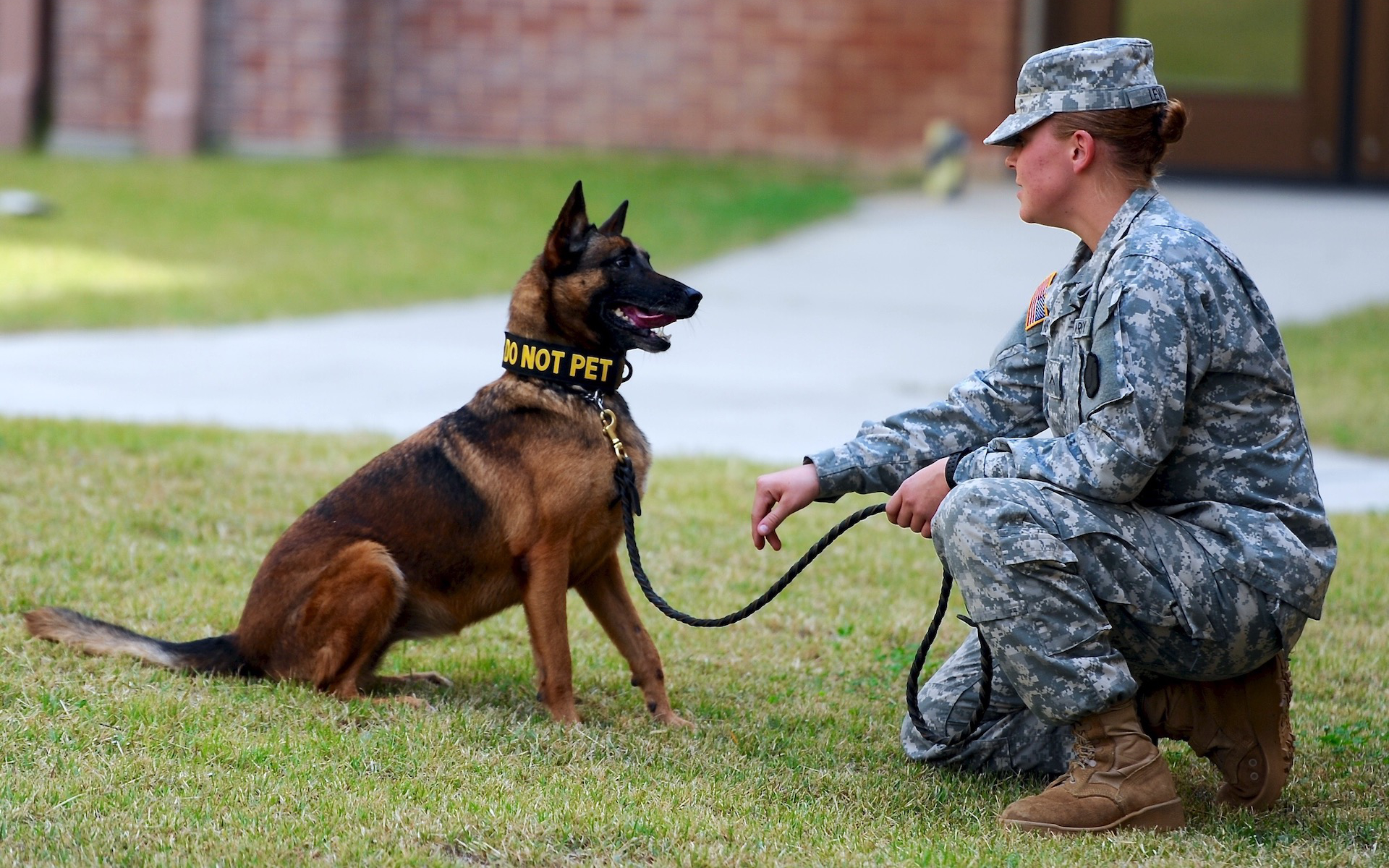 La Chine A Commencé à Cloner Les Chiens Policiers Pour Quils Apprennent Plus Vite Le Métier