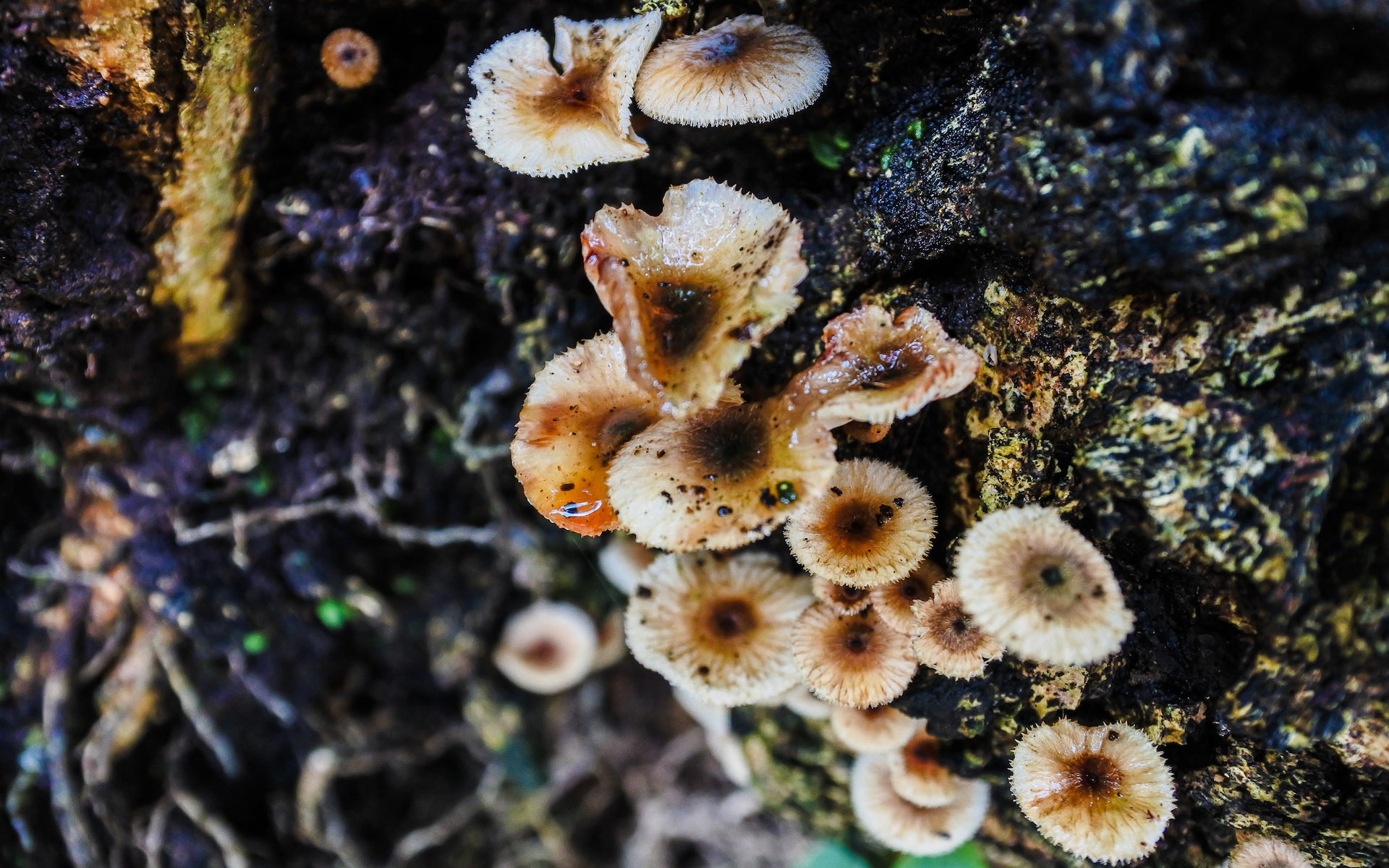 Ce champignon âgé d'un milliard d'années bouscule notre perception de l ...