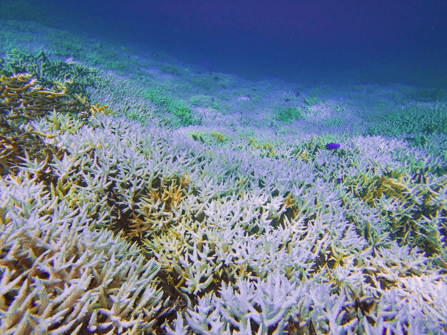 Le corail est plus menacé que prévu par le réchauffement climatique (et ...