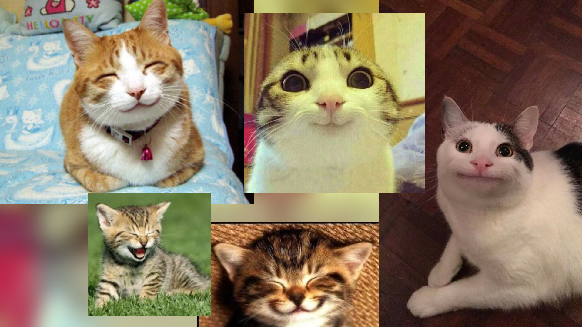 Petit Pr cis D histoire Des M mes De Chats Sur Le et M me Avant Qu