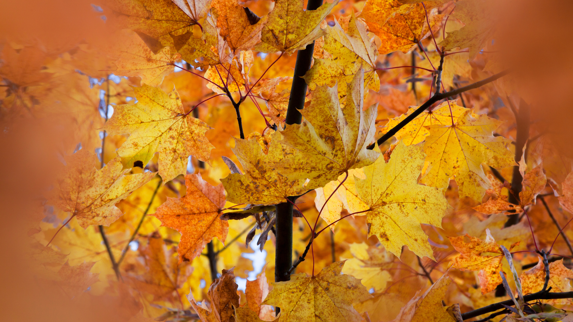 L'automne commence ce 23 septembre 2019