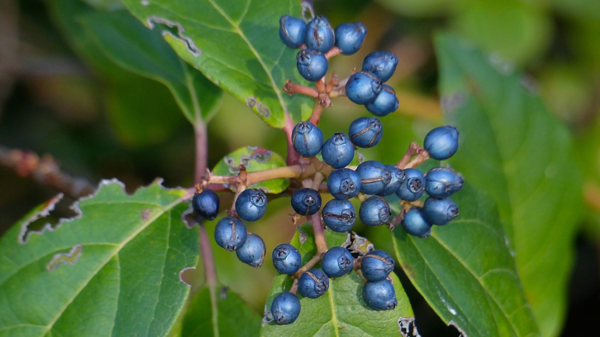 Pourquoi ces fruits sont-ils bleus, couleur extrêmement rare dans la ...