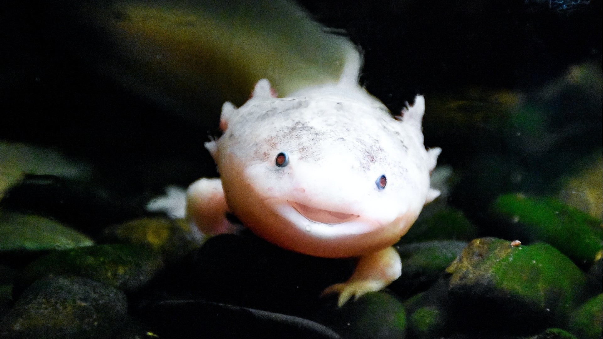 Et Si D crypter Le G nome De L axolotl Permettait De Se R g n rer Comme
