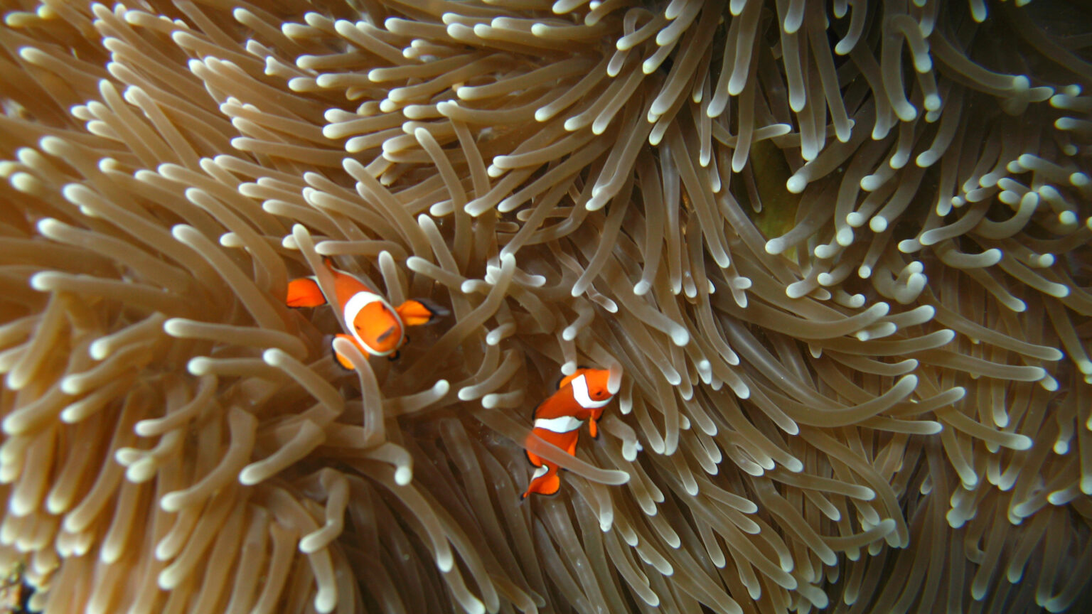 Les poissons-clowns adaptent leur métamorphose aux anémones qui les ...